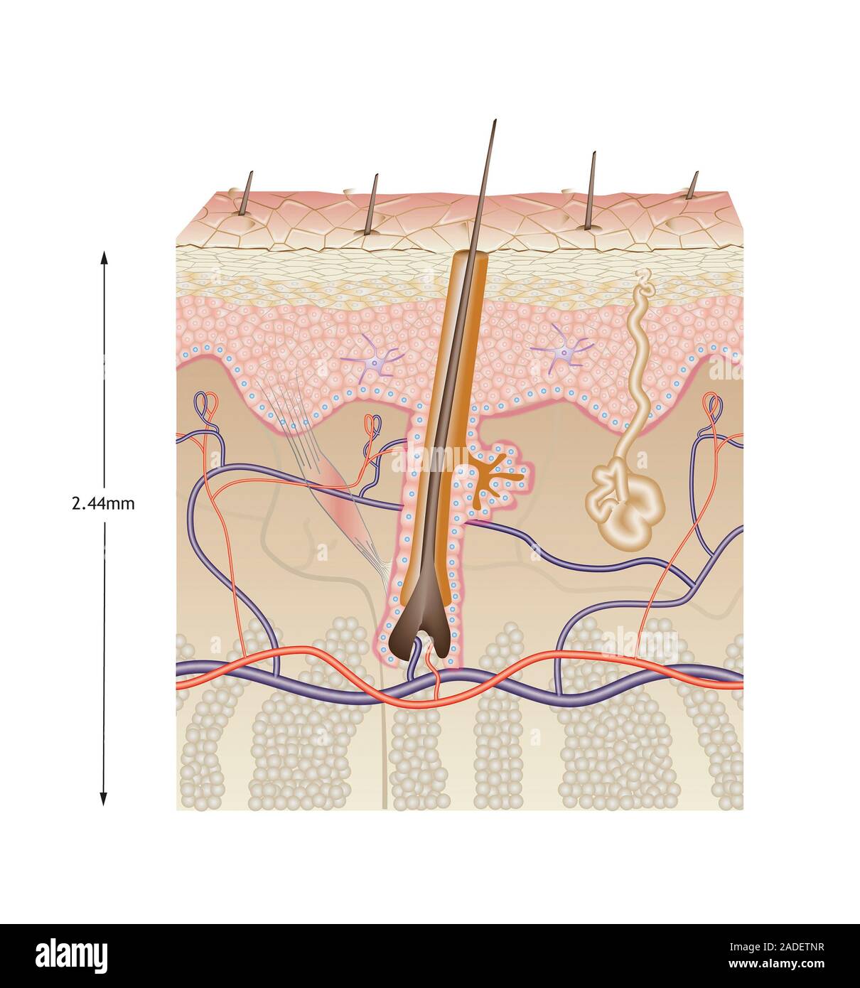 Human skin anatomy, illustration Stock Photo - Alamy