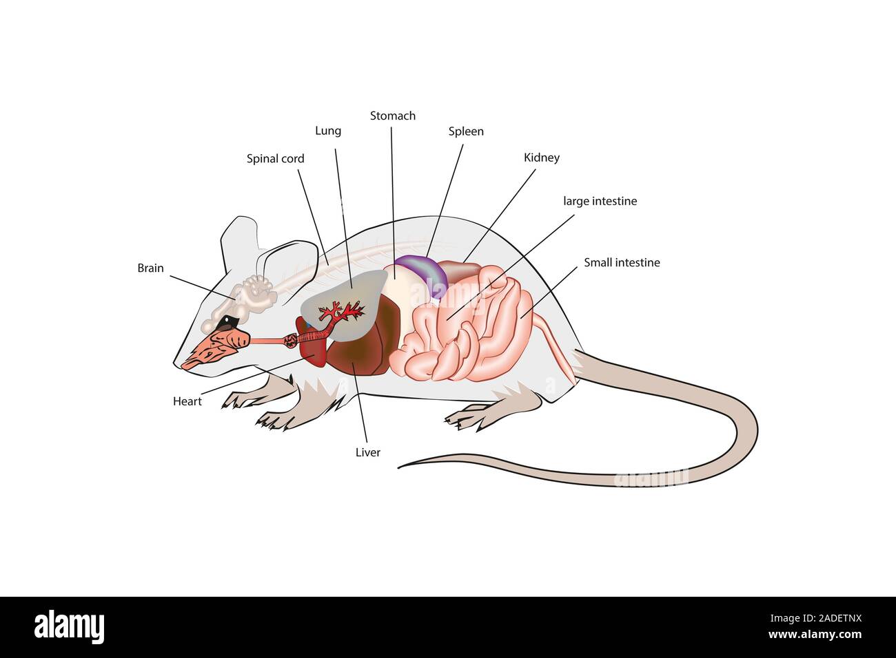 Illustration of a side view of a mouse (Mus musculus) showing the ...