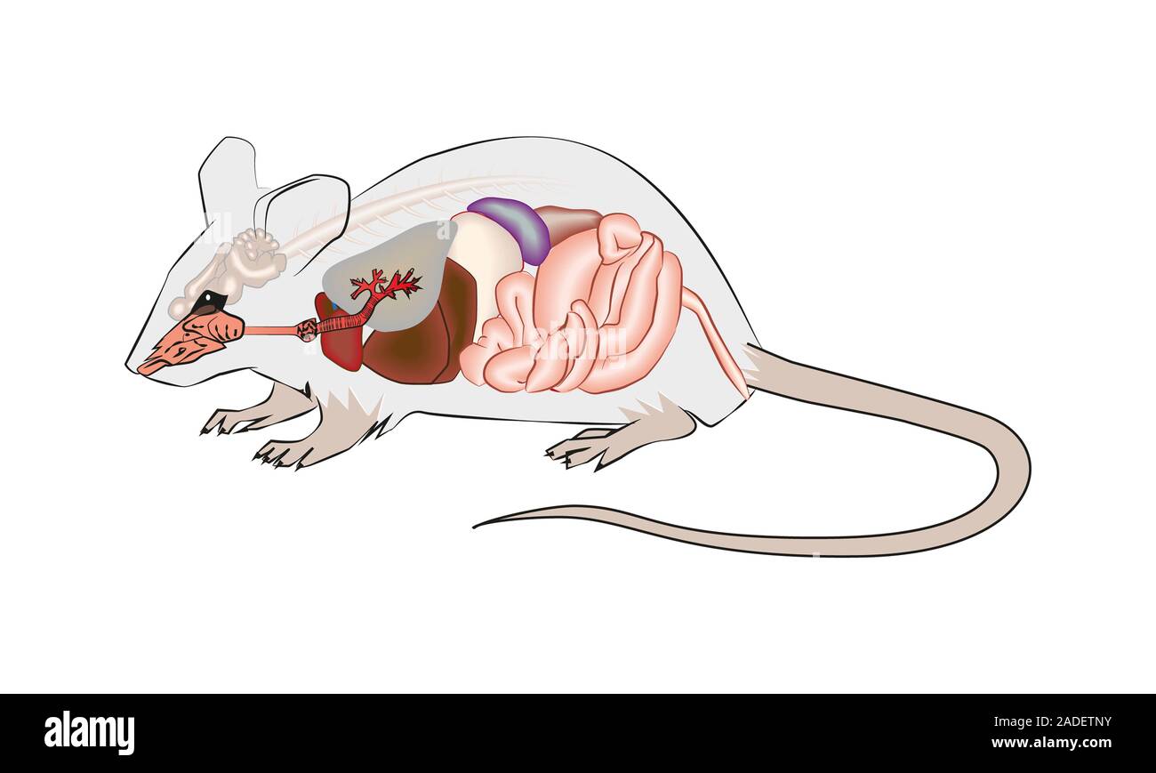 Illustration of a side view of a mouse (Mus musculus) showing the ...