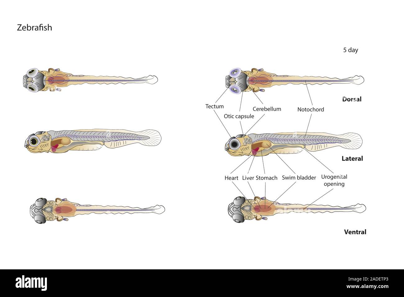 Illustration of the anatomy of a zebrafish (Danio rerio) larva at 5 ...