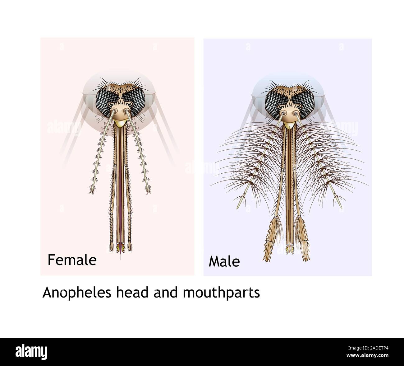 Illustration of the head and mouth parts of Anopheles sp. female and male mosquitoes. The ...
