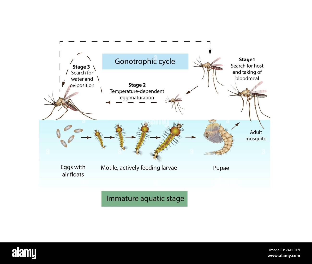 Illustration showing the life-cycle of the female Anopheles sp ...
