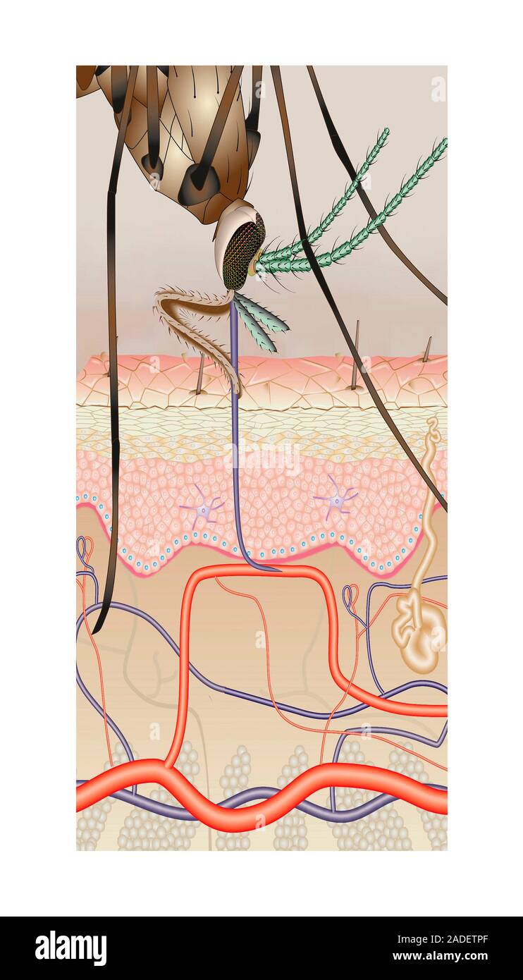 Female Anopheles sp. mosquito feeding on blood, illustration. The ...
