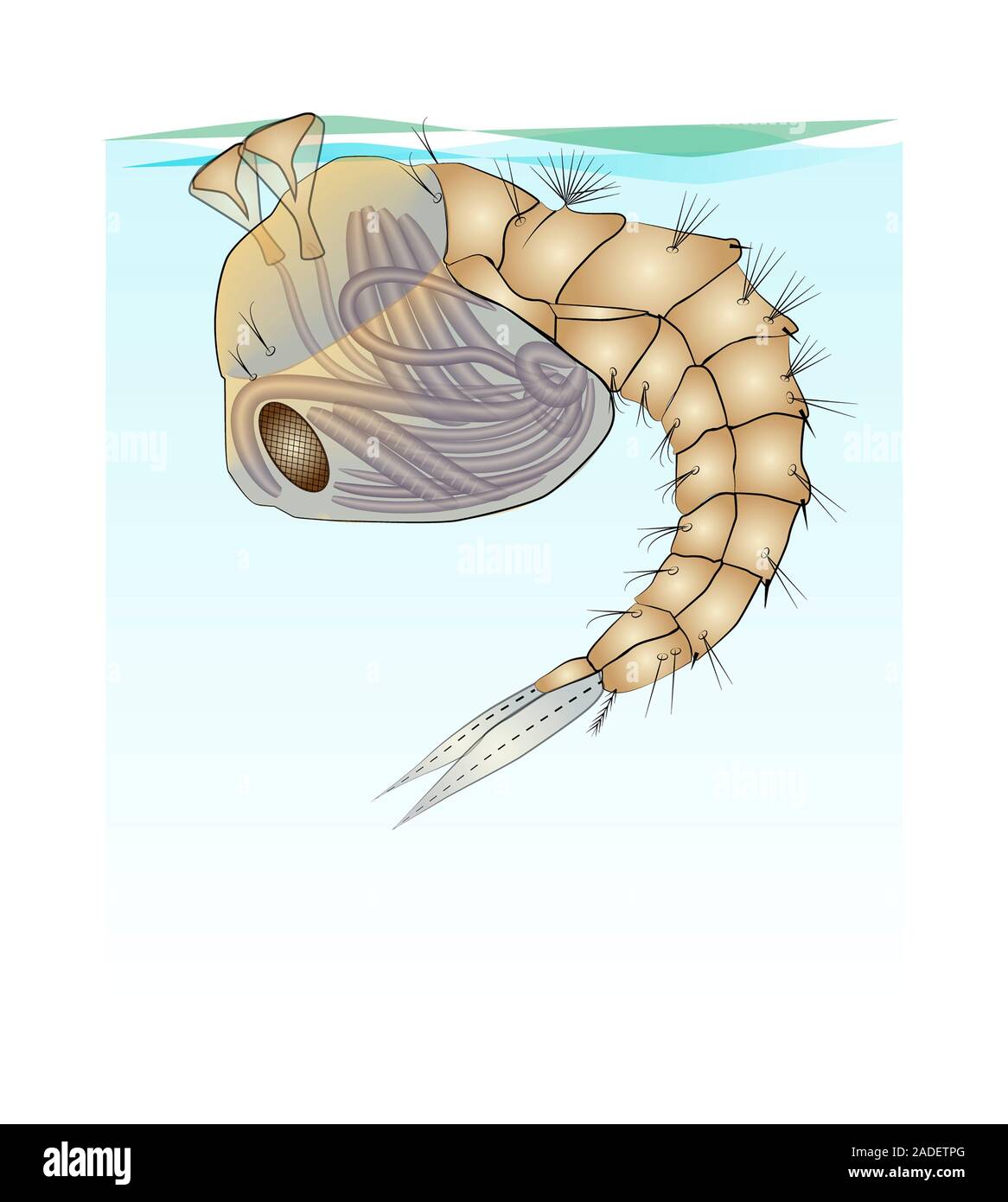 Illustration of an Anopheles sp. mosquito pupa. Mosquitoes spend their ...