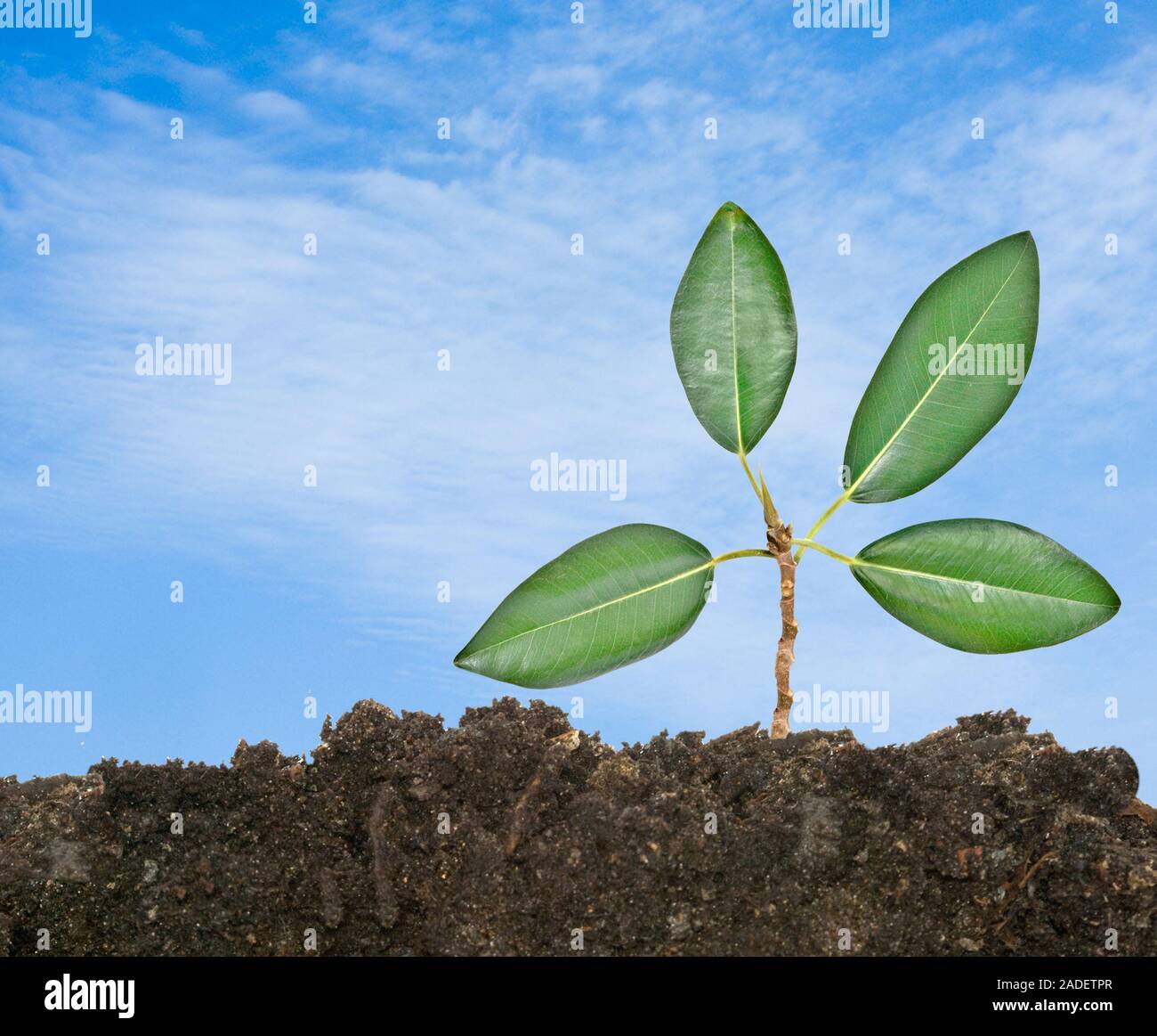 Tree shoot in soil Stock Photo - Alamy