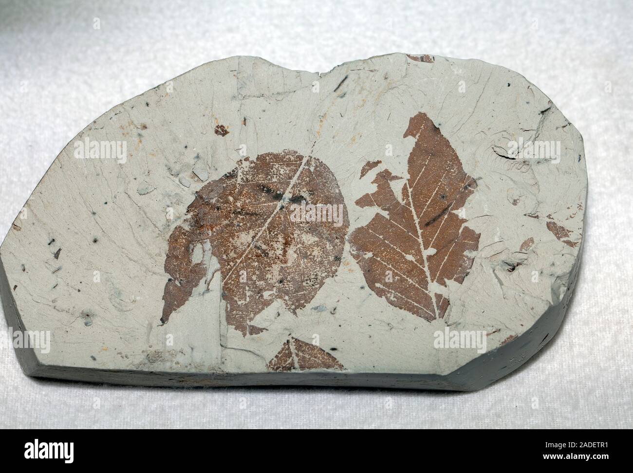 Fossilized leaves of Fagus gussonii, a widespread genus of deciduous ...