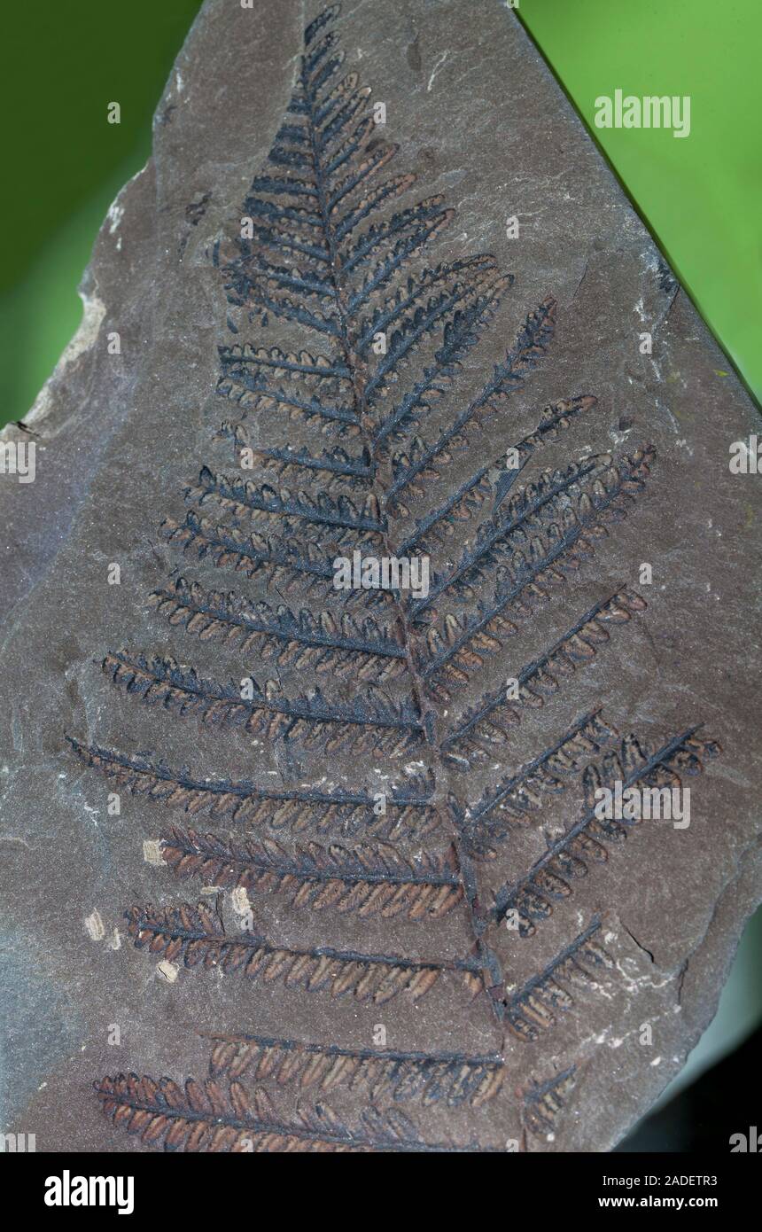 Fossil Pecopteris polymorpha fern. Pecopteris is a now extinct genus of ...