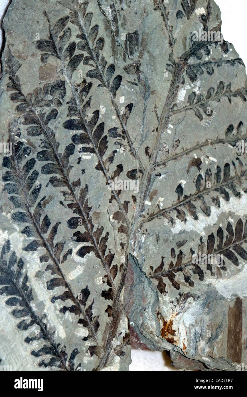Autunia conferta fossil fern. Autunia is a genus of early Permian seed ...