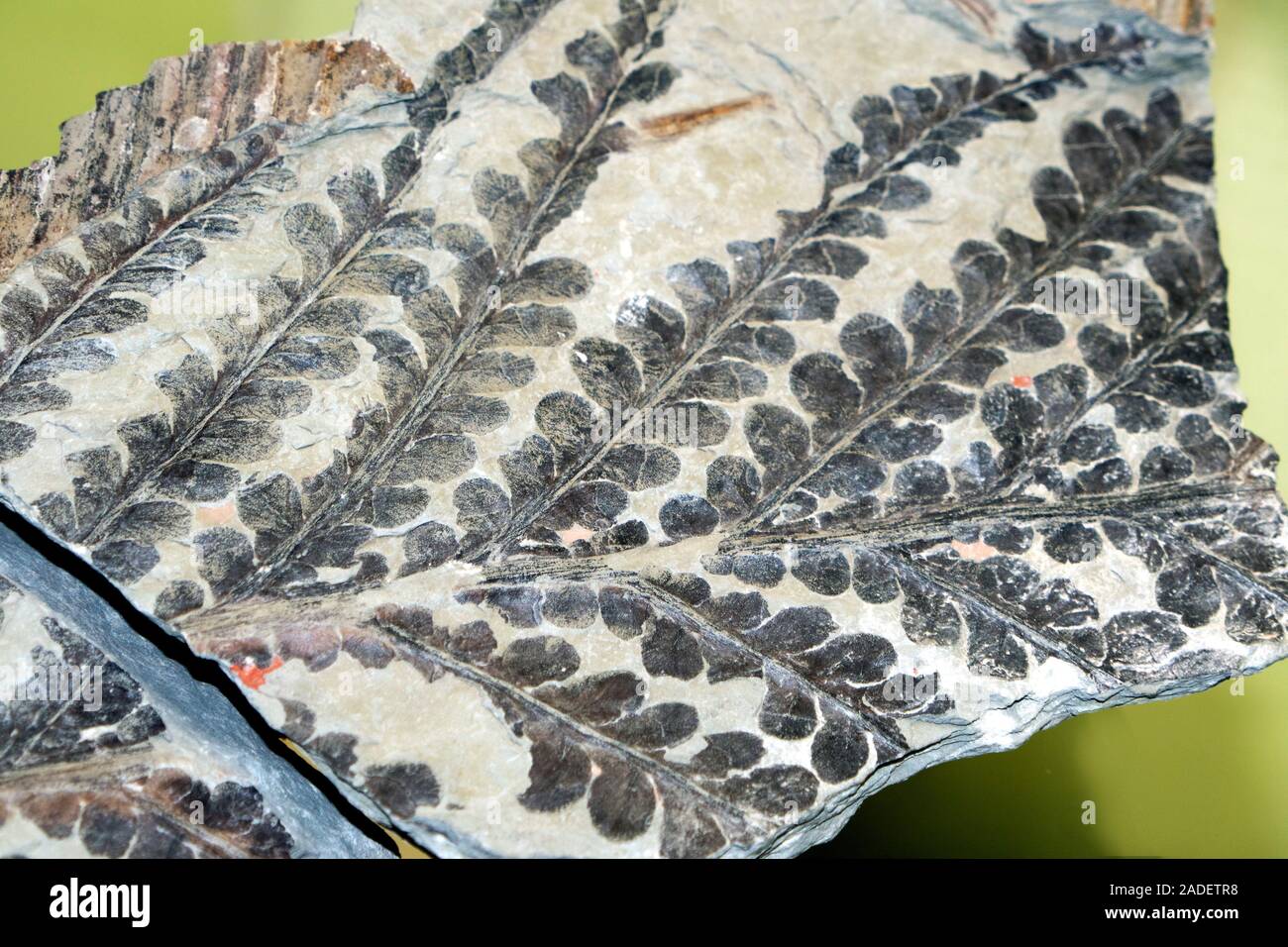 Brachyphyllum schenkii fossil. Brachyphyllum is a now extinct genus of ...