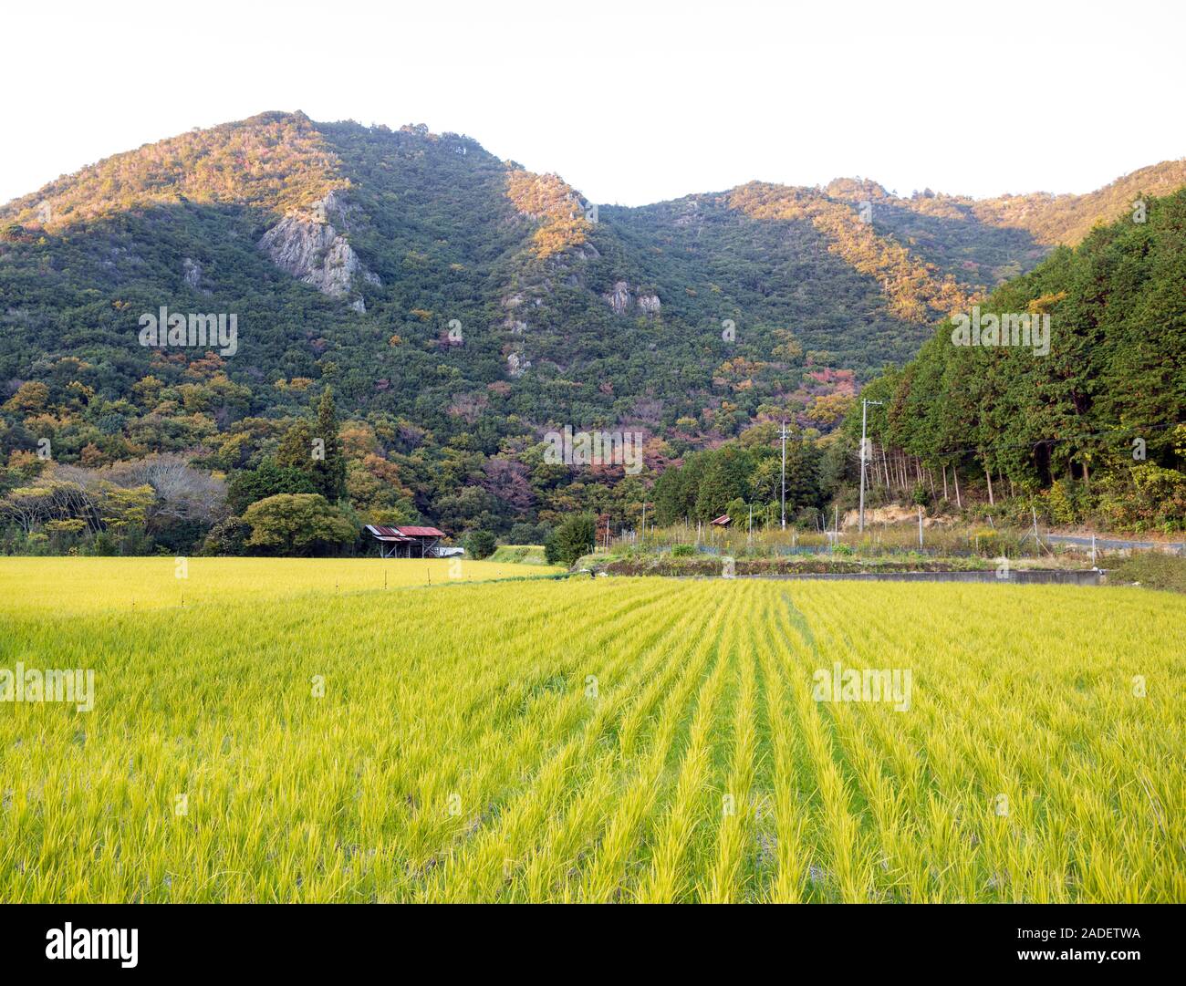 Rows of green rice on small Japanese farm in mountains Stock Photo - Alamy