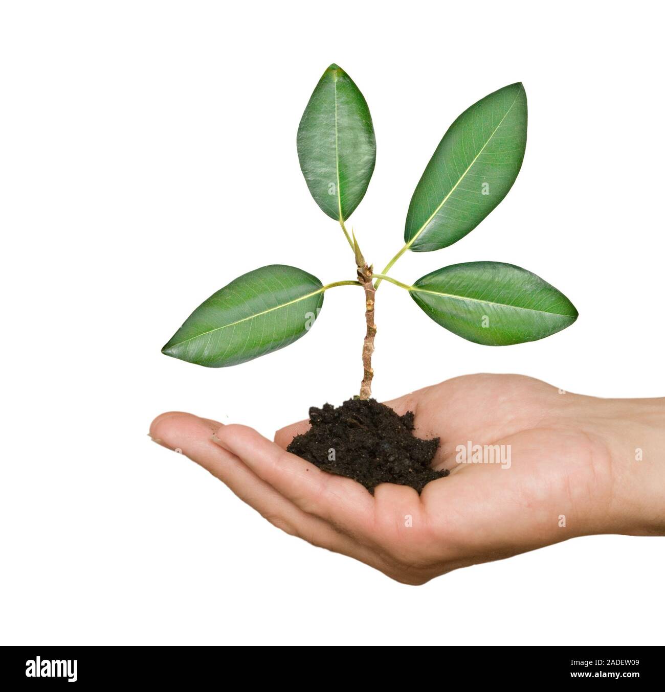 sprout in palm as a symbol of nature protection Stock Photo - Alamy