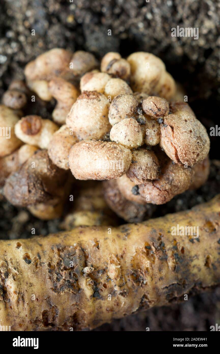 Nitrogen-fixing nodules on roots of a garden lupin, Lupinus polyphyllus ...