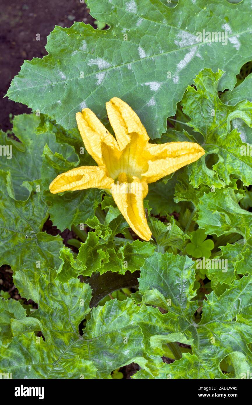 Symptoms of virus infection in a courgette plant, Cucurbita pepo. The ...