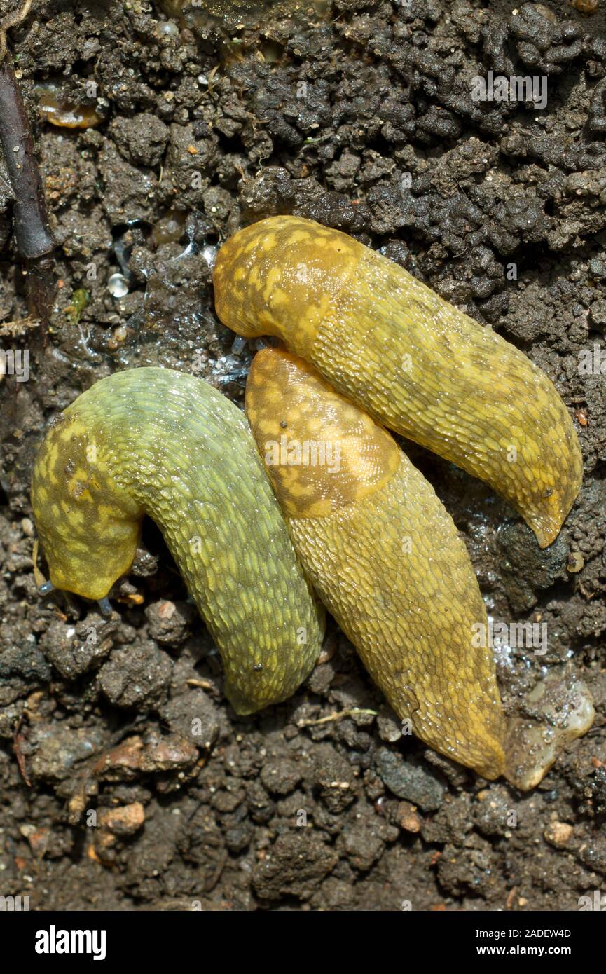 The yellow slug, Limacus flavus. The picture shows 3 mature L. flavus ...