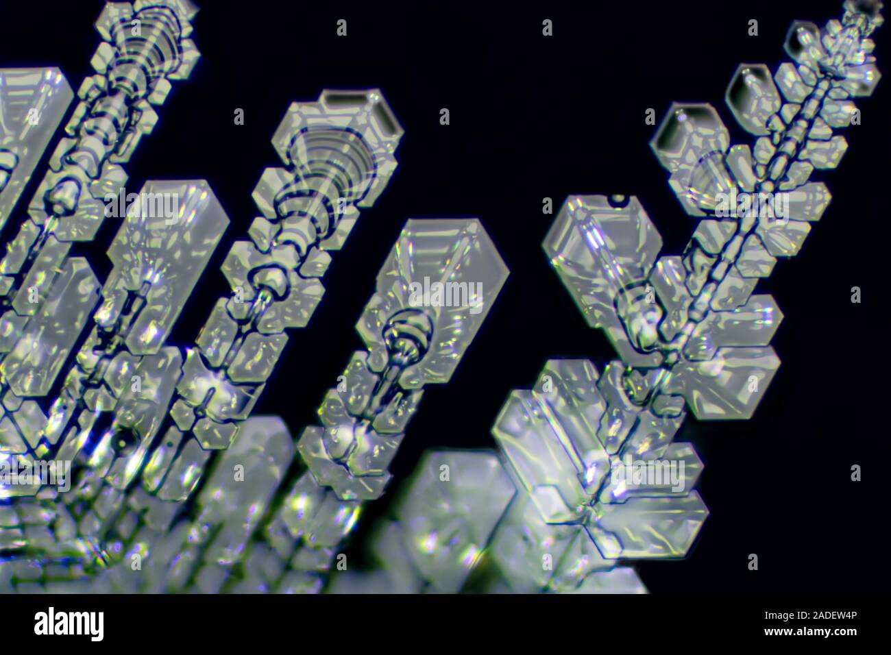 Ice crystals, light micrograph, grown under the light microscope at -45 ...