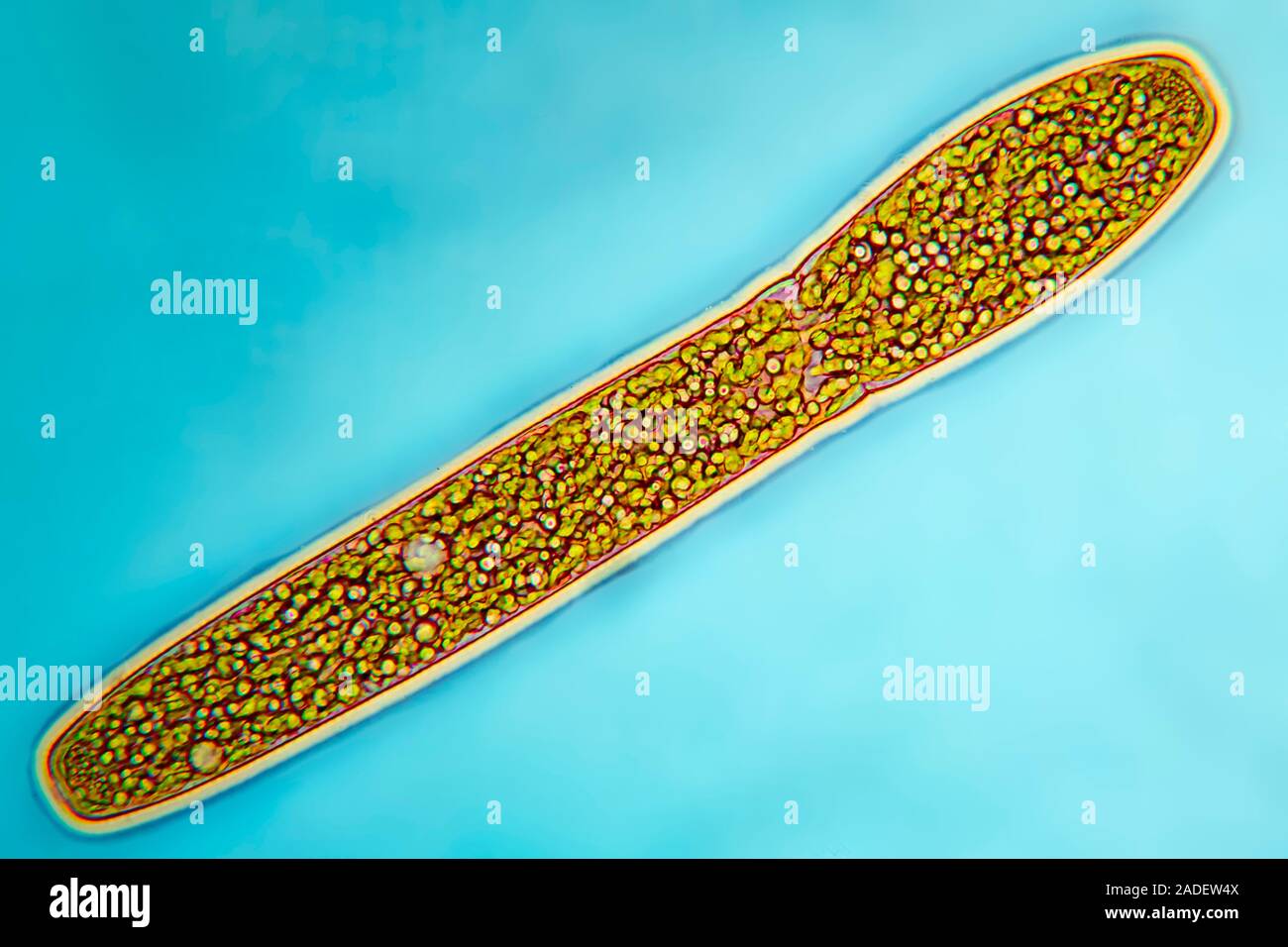 Pleurotaenium desmid. Interphako interference contrast micrograph of a ...
