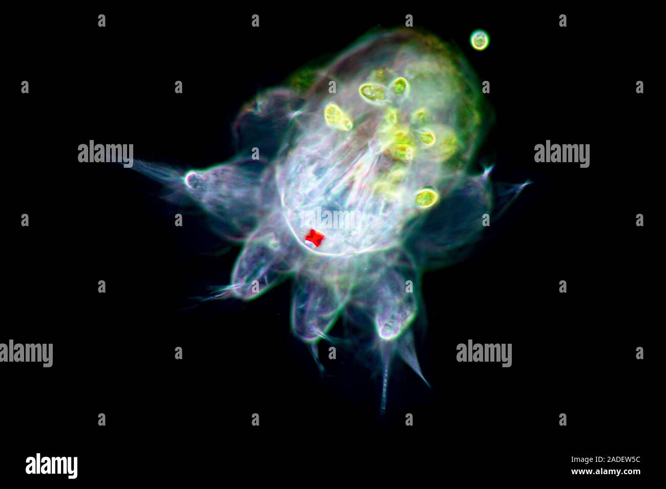 Copepod larva. Darkfield micrograph of a nauplius larva. A nauplius is ...