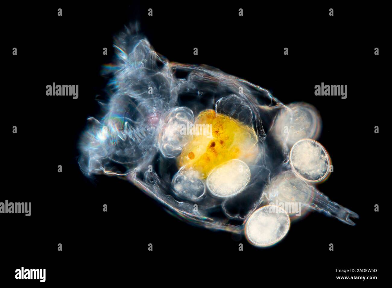 Freshwater planktonic Rotifers (Brachionus sp. ) with parthenogenetic ...
