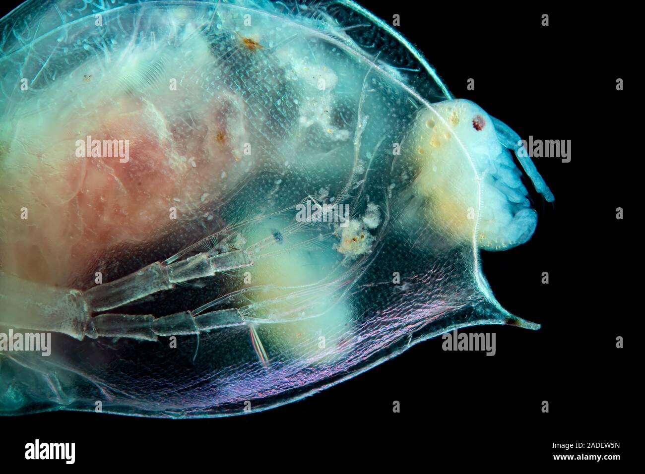Water flea a birth. Light micrograph of a water flea (Daphnia sp ...