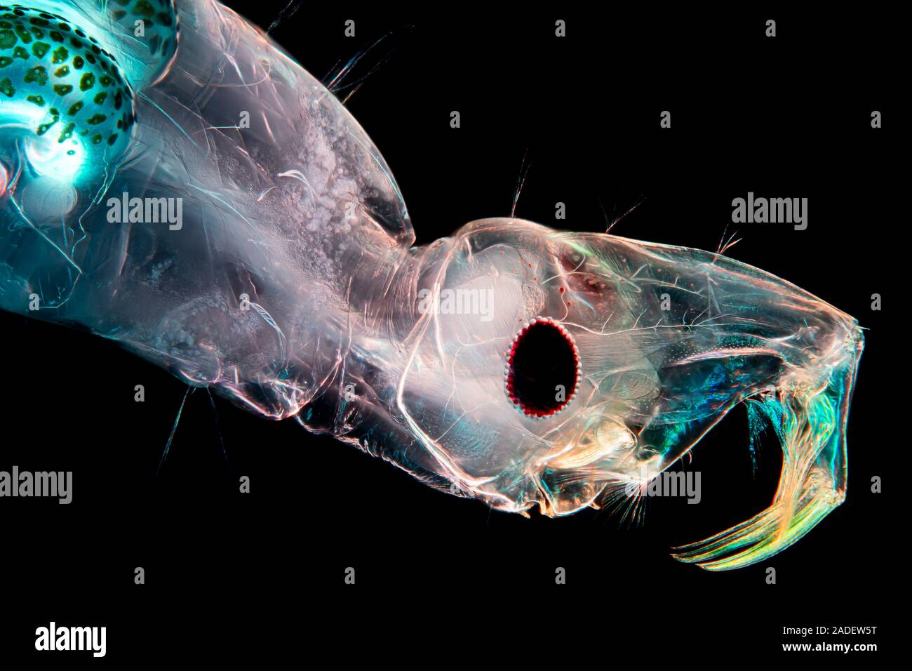 Light micrograph of the head of a phantom midge larva (Chaoborus sp ...