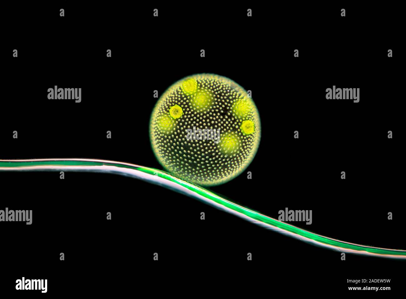 Volvox green algae. Darkfield illuminated light micrograph of Volvox ...