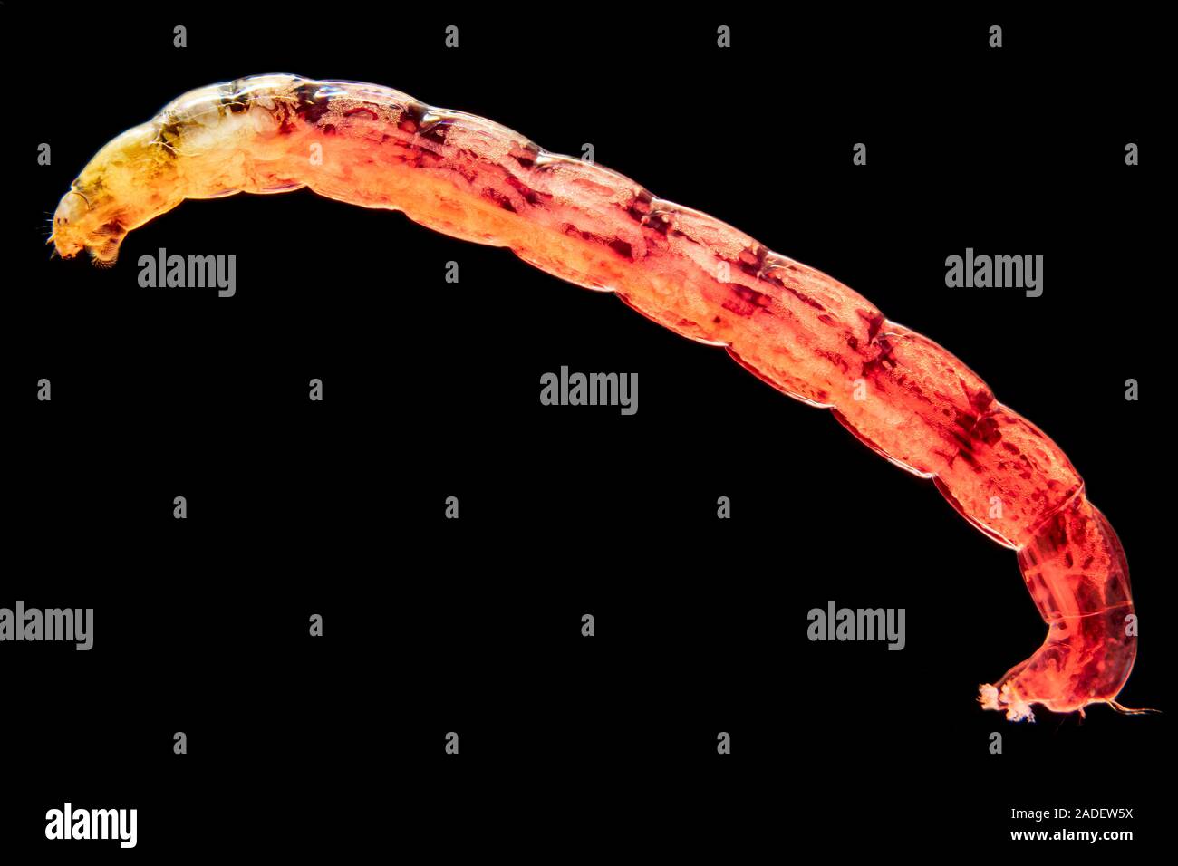 Light micrograph of Chironomidae sp. larva. The Chironomidae ...