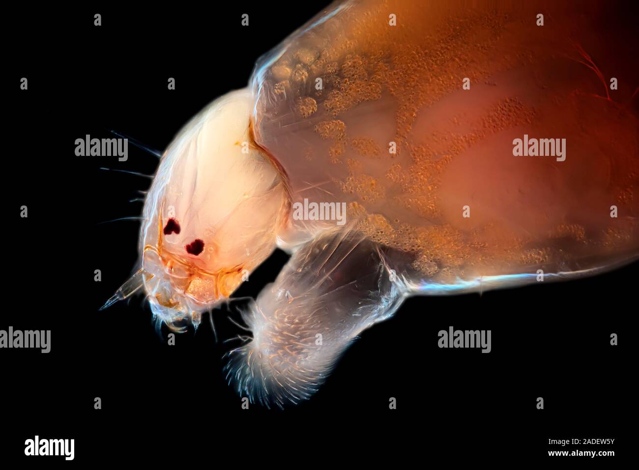 Light micrograph of Chironomidae sp. larva. The Chironomidae ...