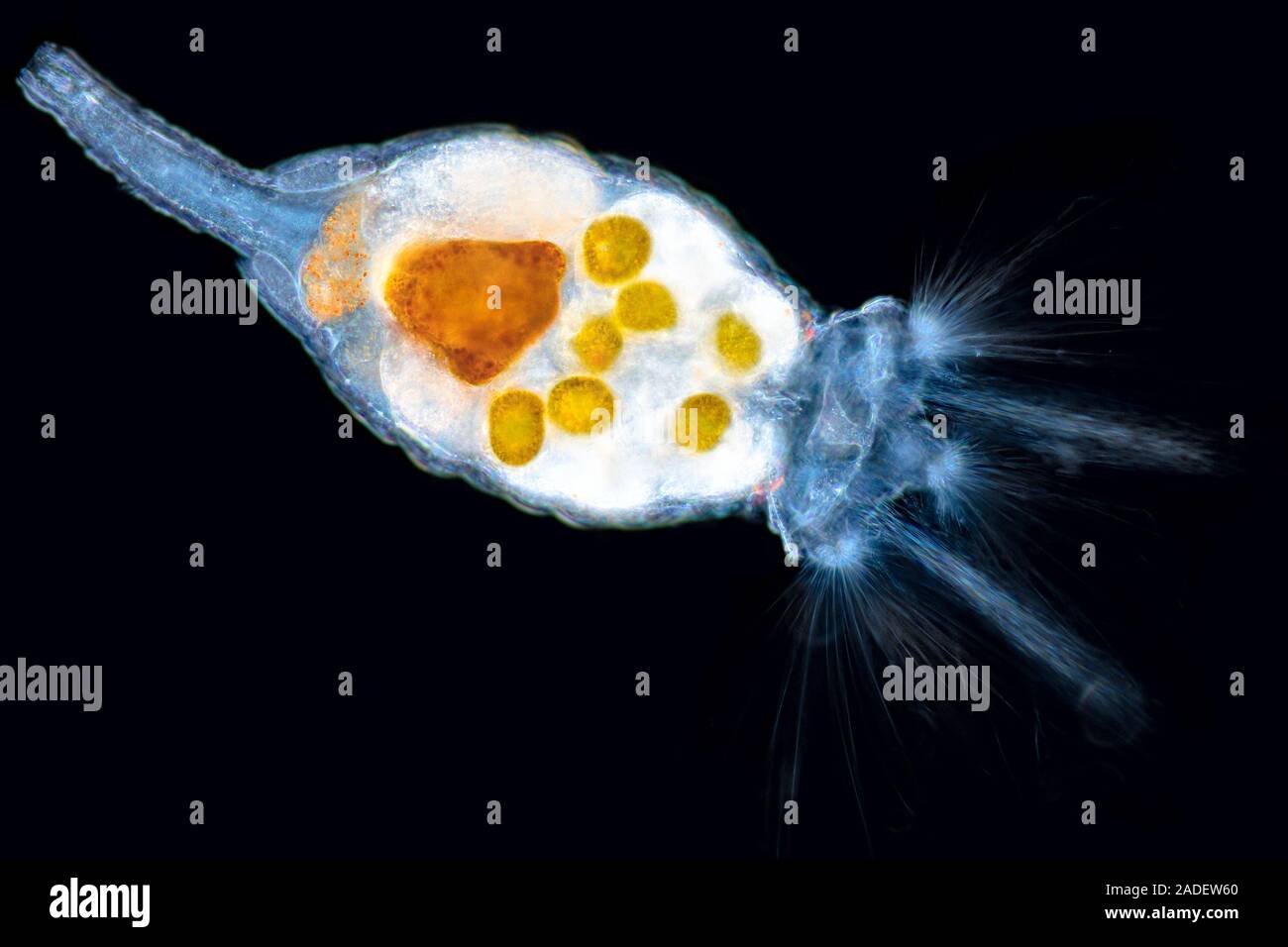 Collotheca rotifer. Darkfield contrast, light micrograph of a ...