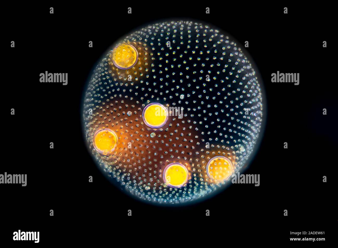 Volvox green algae. Darkfield illuminated light micrograph of Volvox ...
