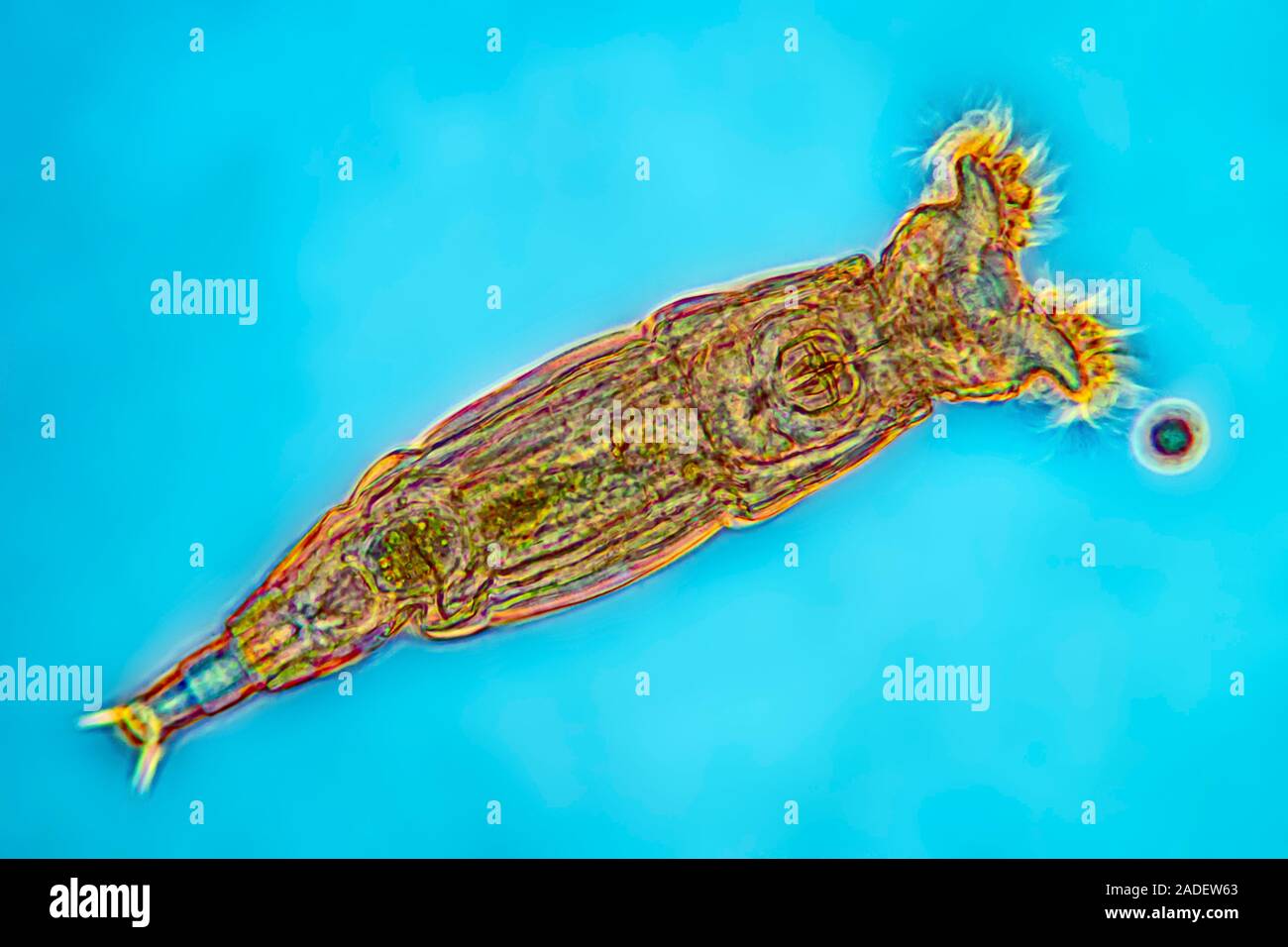 Rotifer. Interphako contrast, micrograph of a rotifer (phylum Rotifera ...