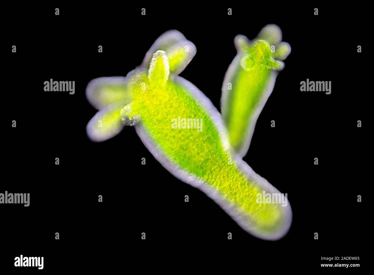 Green hydra. Darkfield illuminated light micrograph of the tentacled ...