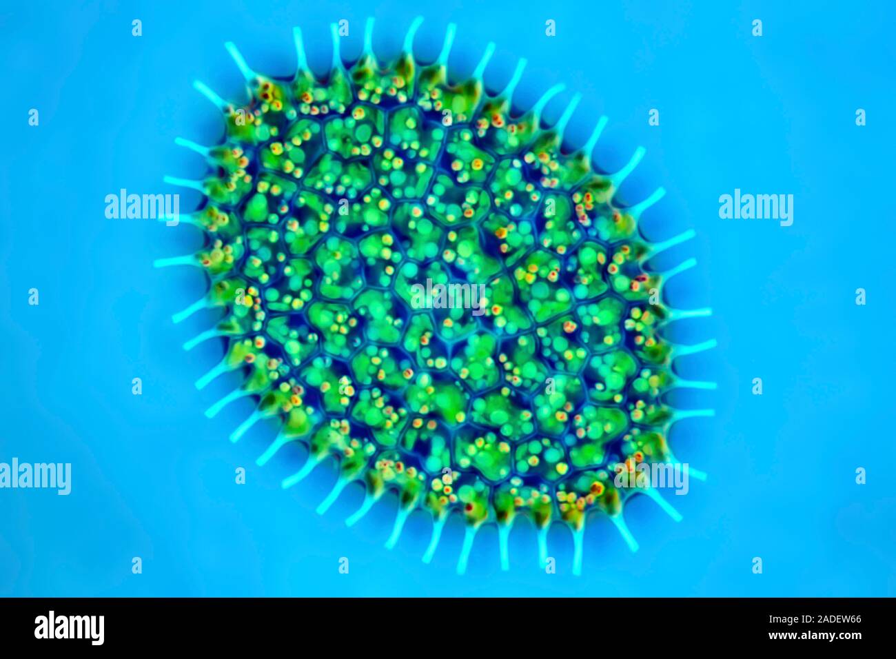 Pediastrum boryanum green algae. Interphako contrast light micrograph ...