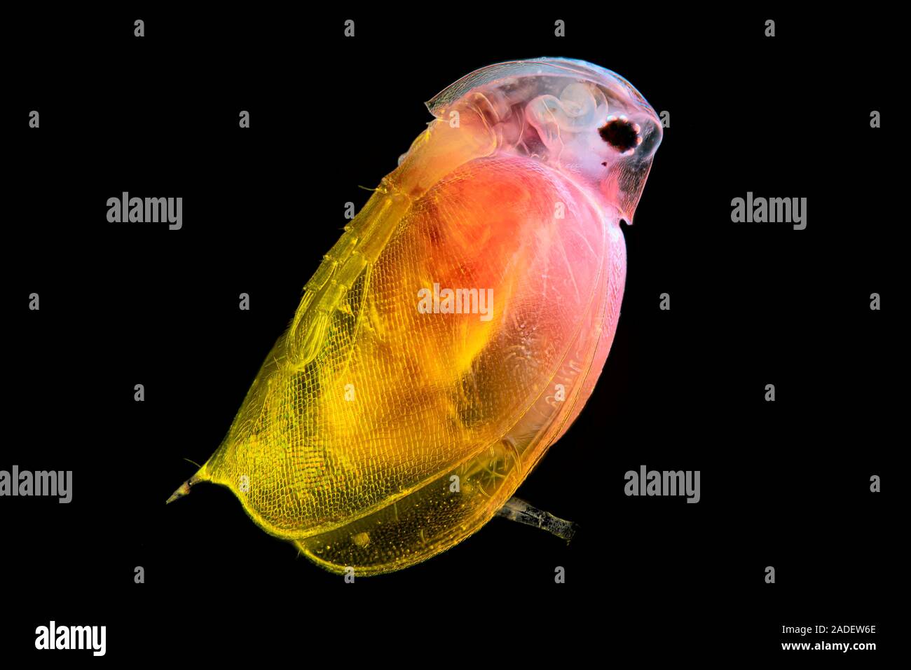 Water flea. Light micrograph of a water flea (Daphnia sp. ), showing ...