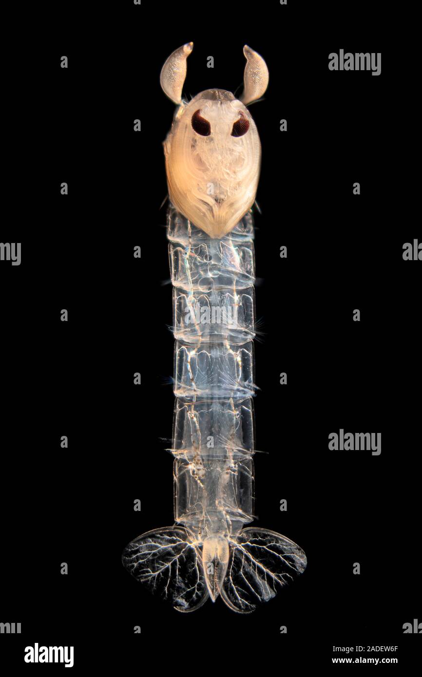 Phantom midge (Chaoborus sp. ) larva in water. The larvae of these ...