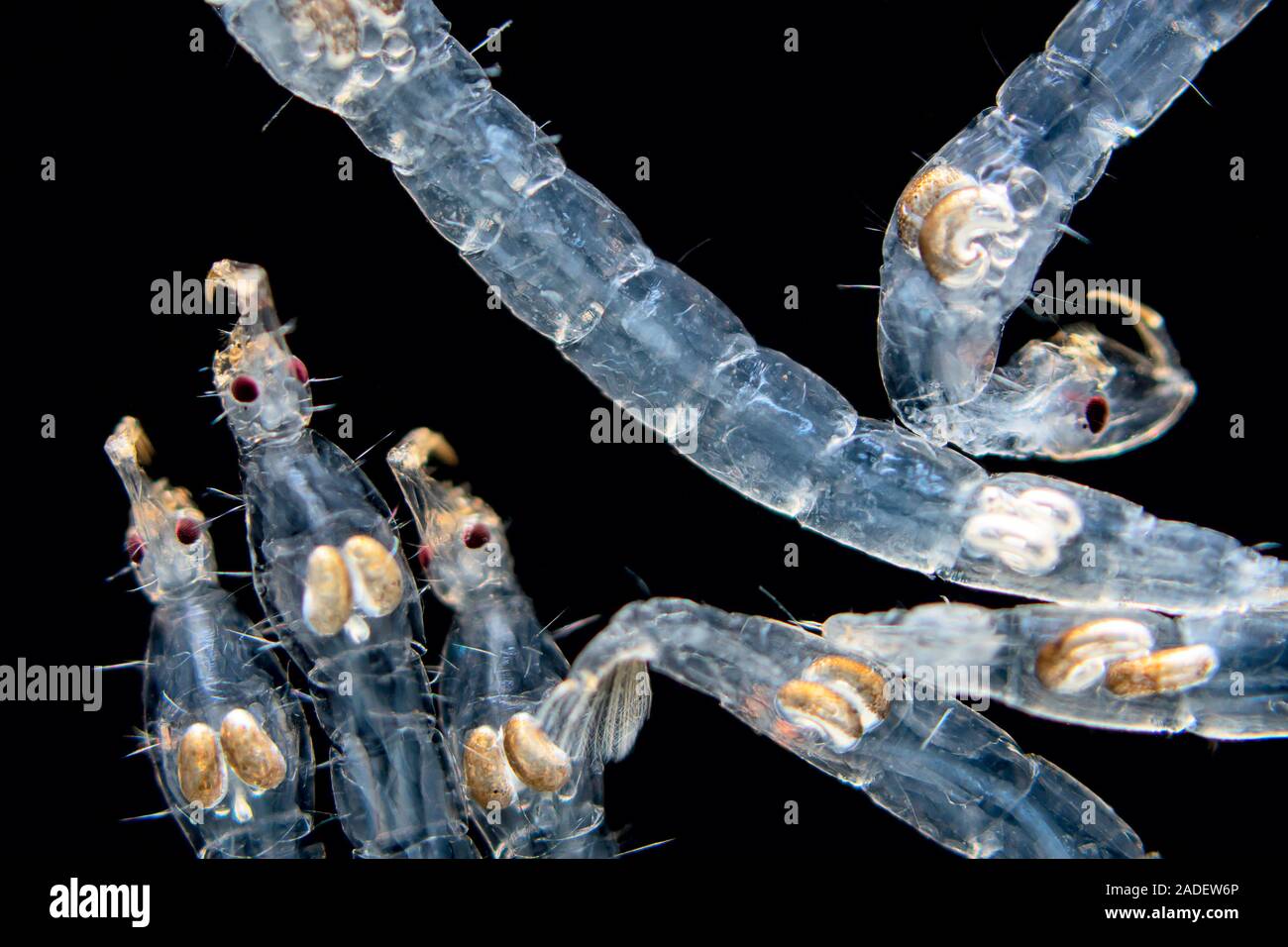 Light micrograph of a phantom midge larva (Chaoborus sp. ). Note the ...