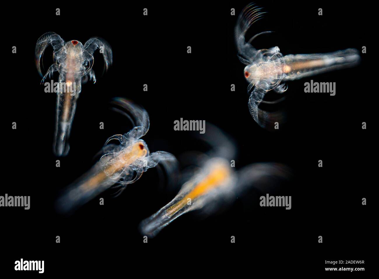 Light micrograph showing newly hatched larva of brine shrimp (Artemia ...