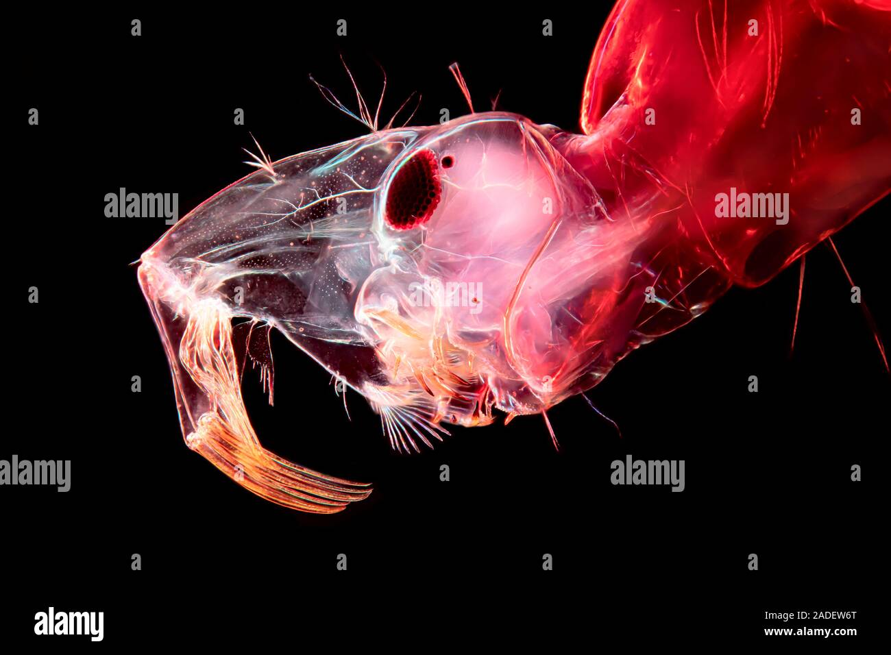 Light micrograph of the head of a phantom midge larva (Chaoborus sp ...