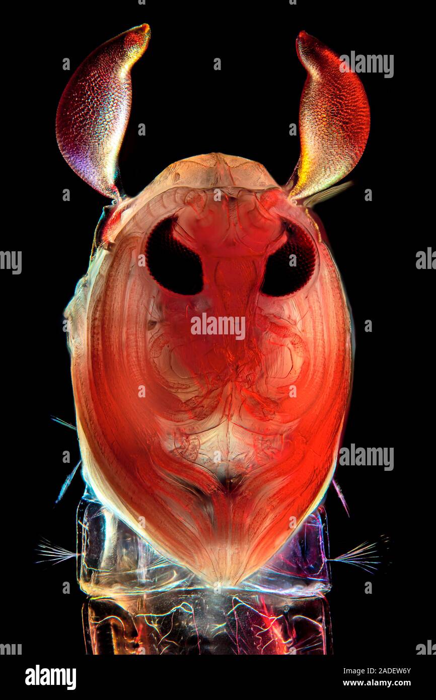 Phantom midge (Chaoborus sp. ) larva in water. The larvae of these ...