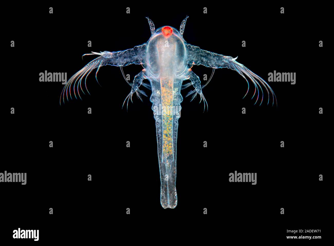 Light micrograph showing newly hatched larva of brine shrimp (Artemia ...