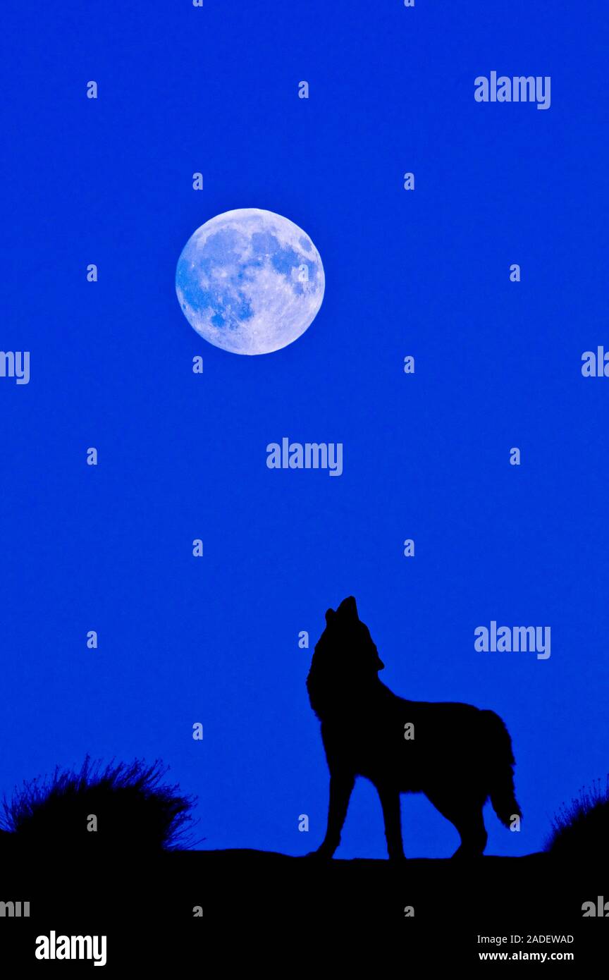 Digital composite of a silhouetted gray wolf (Canis lupus) howling at ...