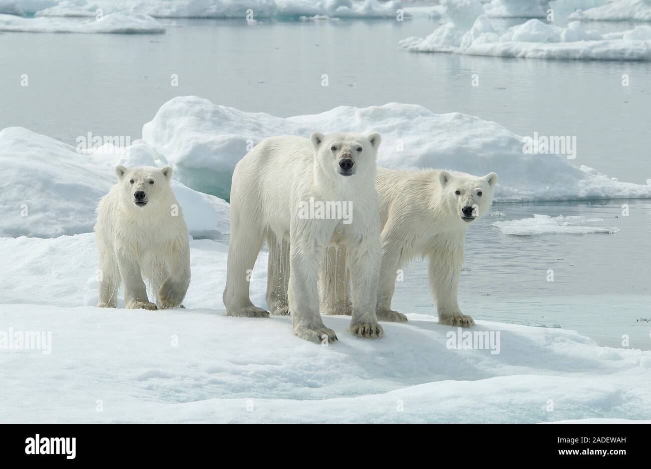 Mother polar bear (Ursus maritimus) with cubs dripping on ice in sub ...