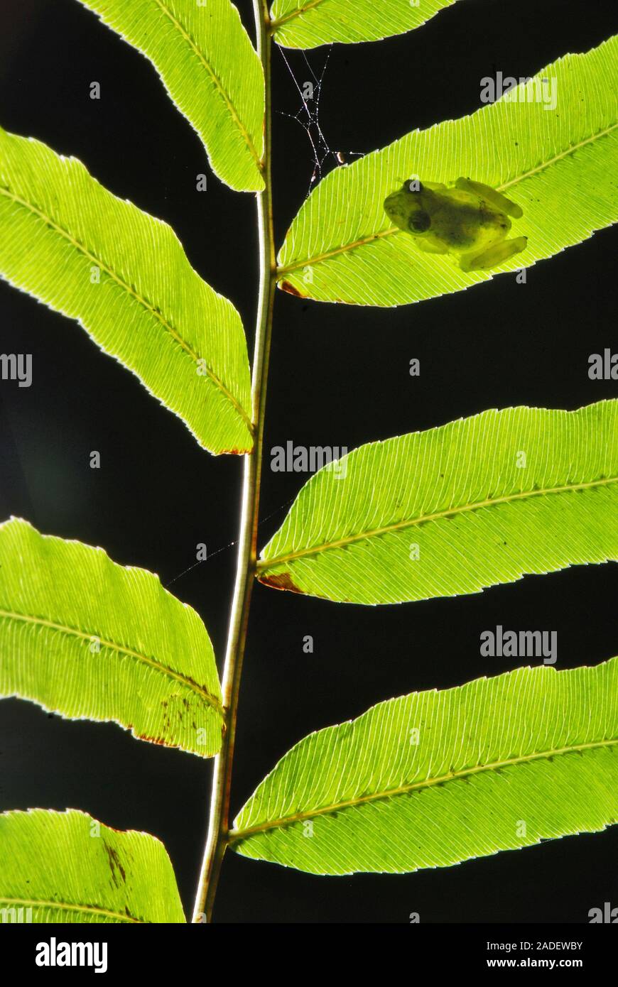 Frog (Dendropsophus) in fern. Photographed in Atlantic forest Biome in ...