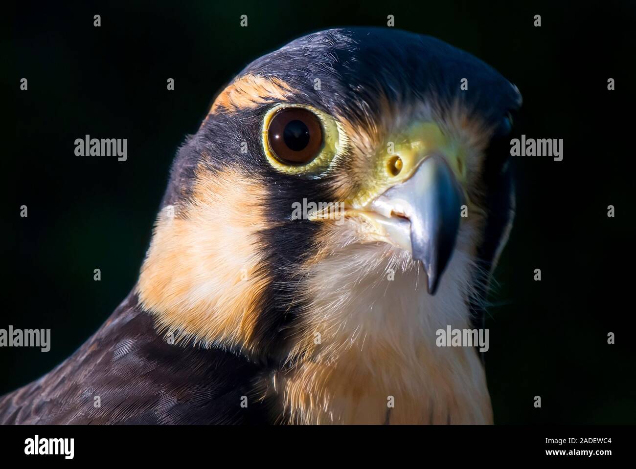Peregrine falcon (Falco peregrinus). Photographed in Itaunas dunes ...