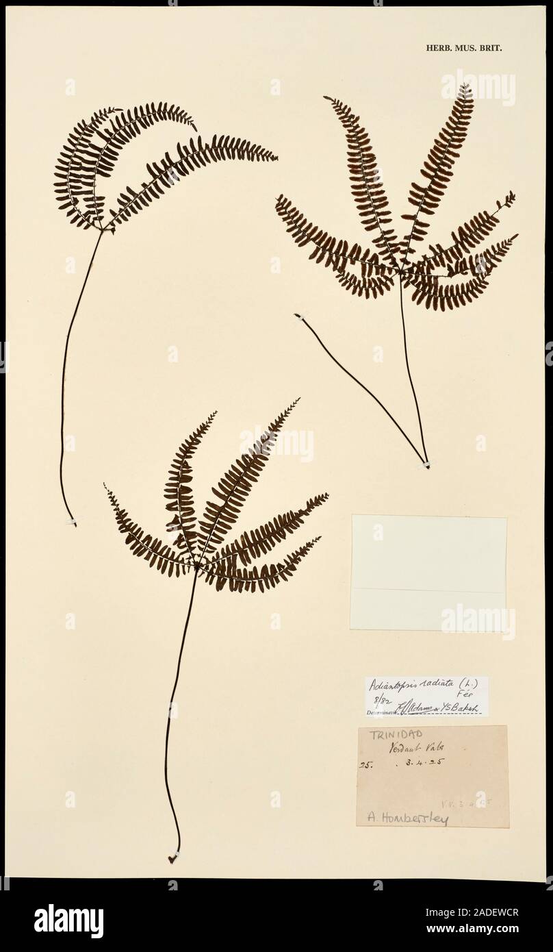 Adiantopsis radiata fern specimen. These fern specimens were collected ...