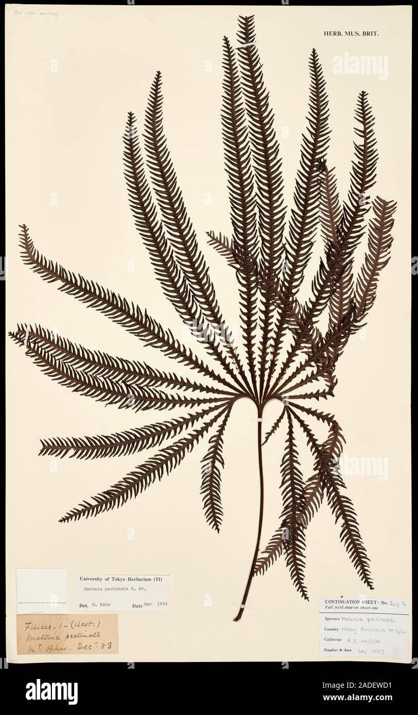 Matonia pectinata fern specimen. Today Matonia pectinata can be found ...