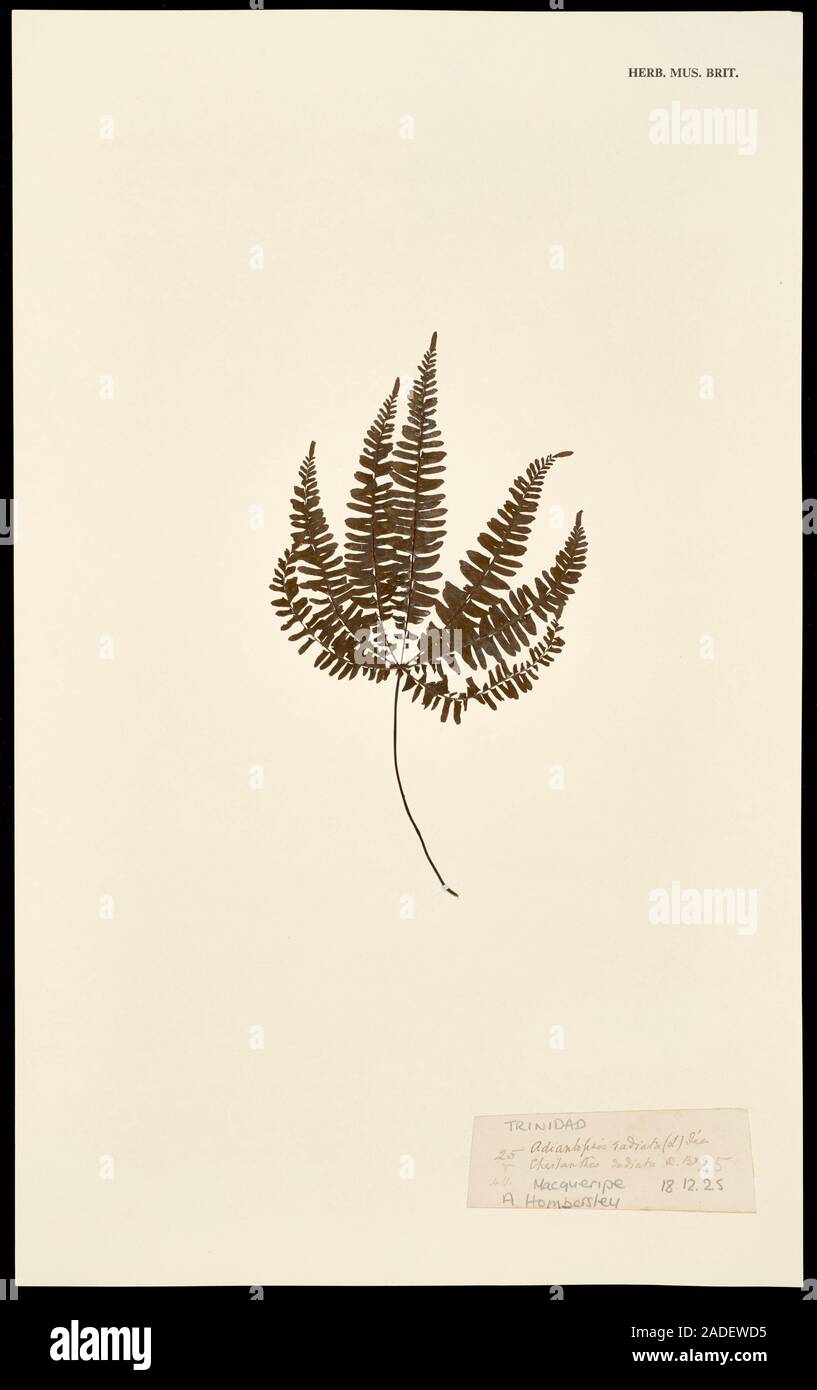 Adiantopsis radiata fern specimen. These fern specimens were collected ...