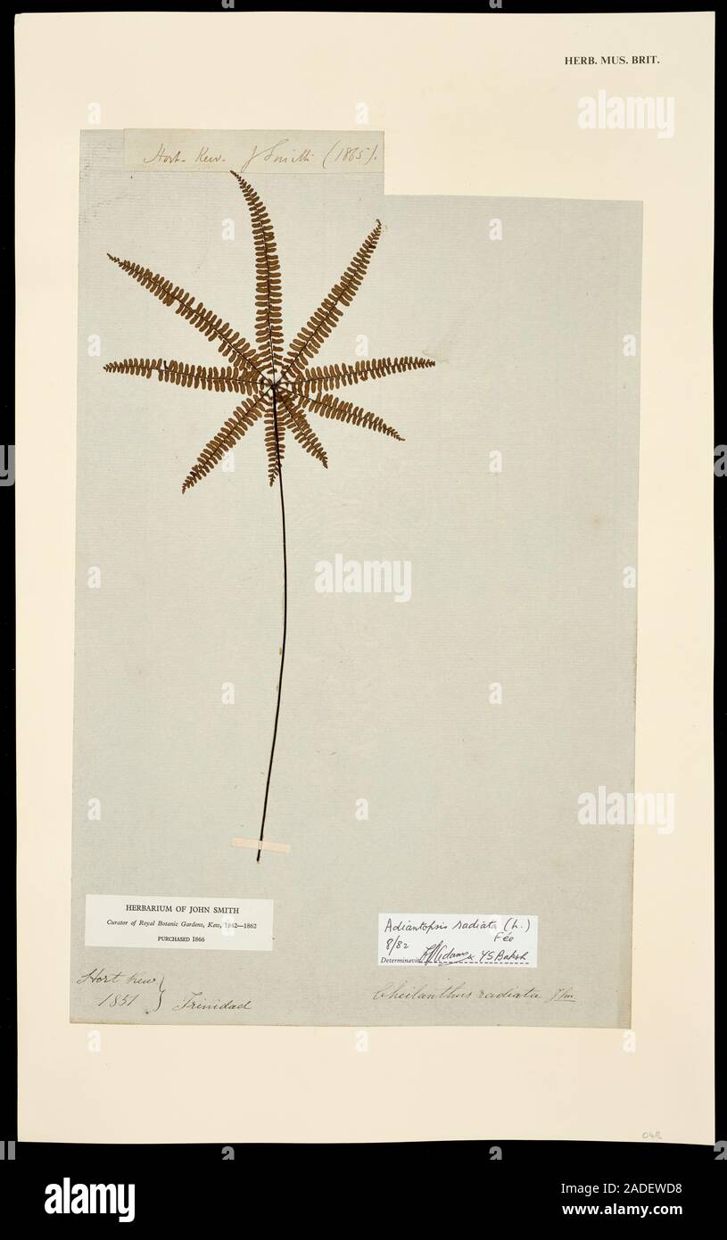 Adiantopsis radiata fern specimen. These fern specimens were collected ...