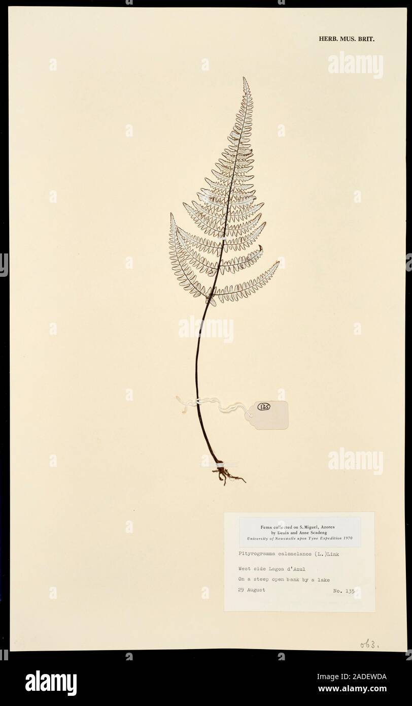 Pityrogramma calomelanos fern specimen. This silver backed fern was ...