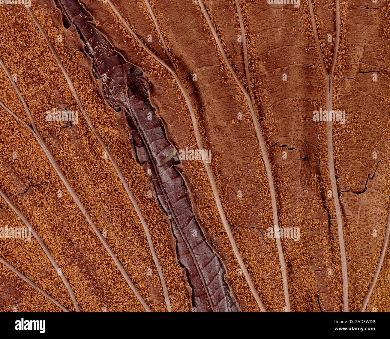 Dipteris conjugate fern specimen. Dipteris conjugate belongs to a ...
