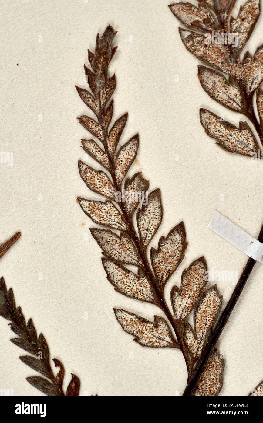 Pityrogramma calomelanos fern specimen. One of the silver backed ferns ...